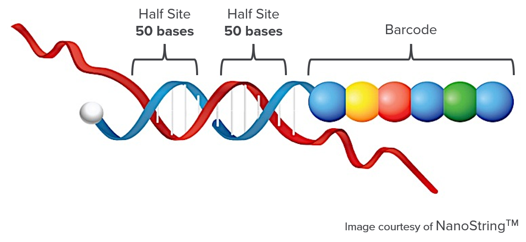 NanoString™ | CellCarta