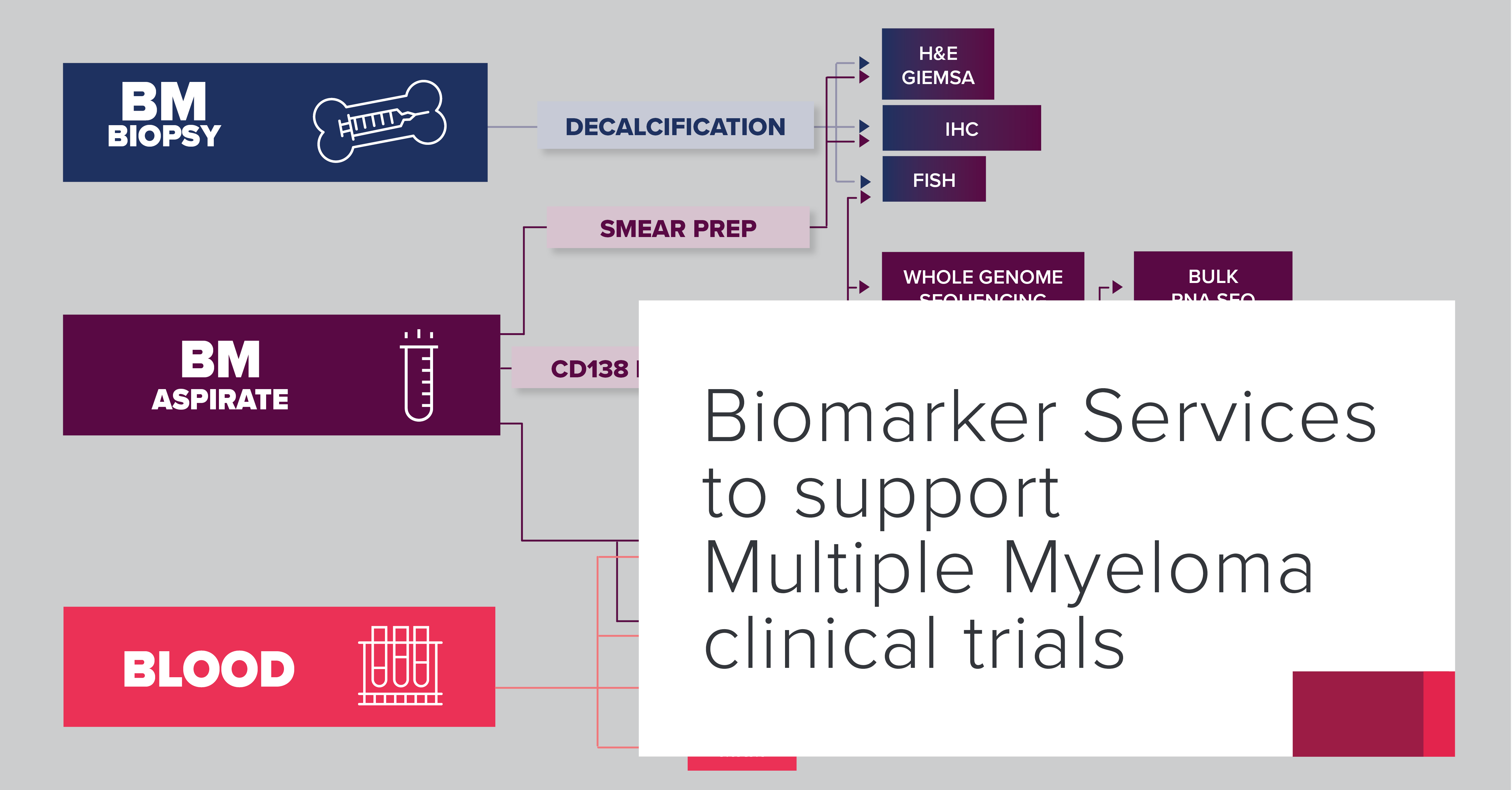 Wide Array of Services in Multiple Myeloma | CellCarta