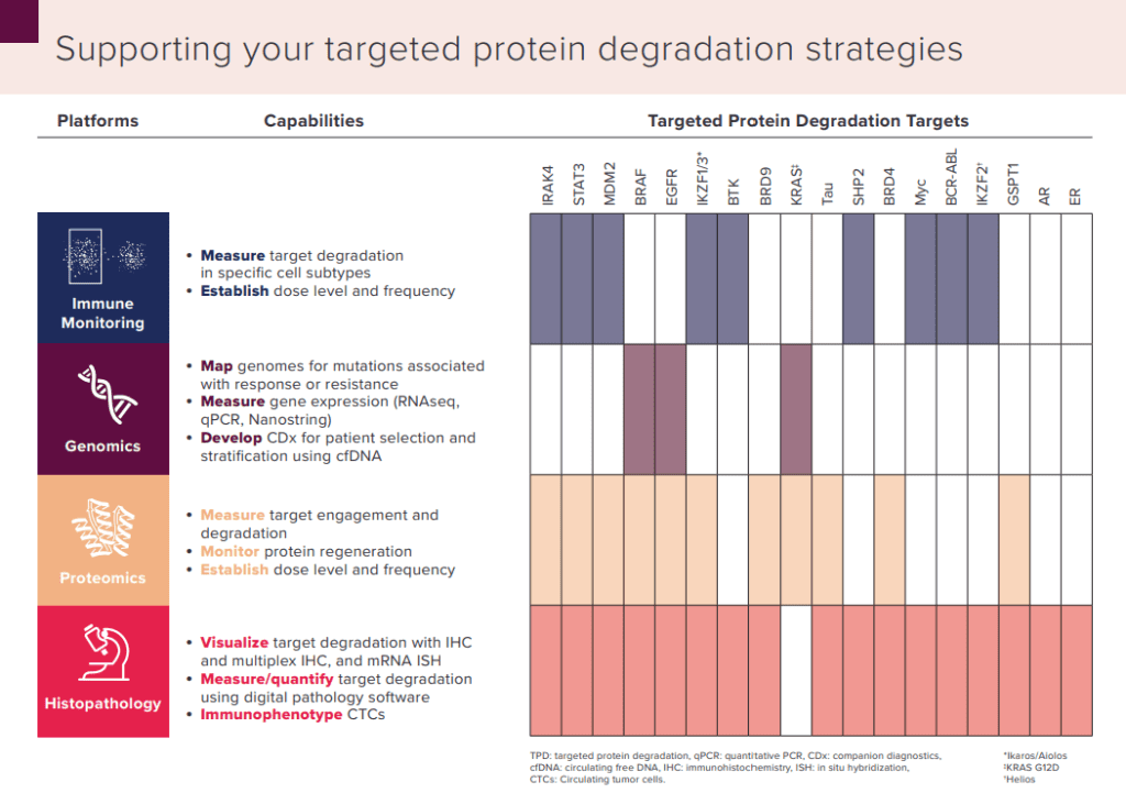Supporting Your Targeted Protein Degradation Strategies | CellCarta